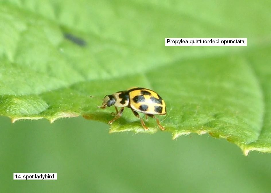 Fourteen-spot Ladybird | British Wildlife Wiki | Fandom