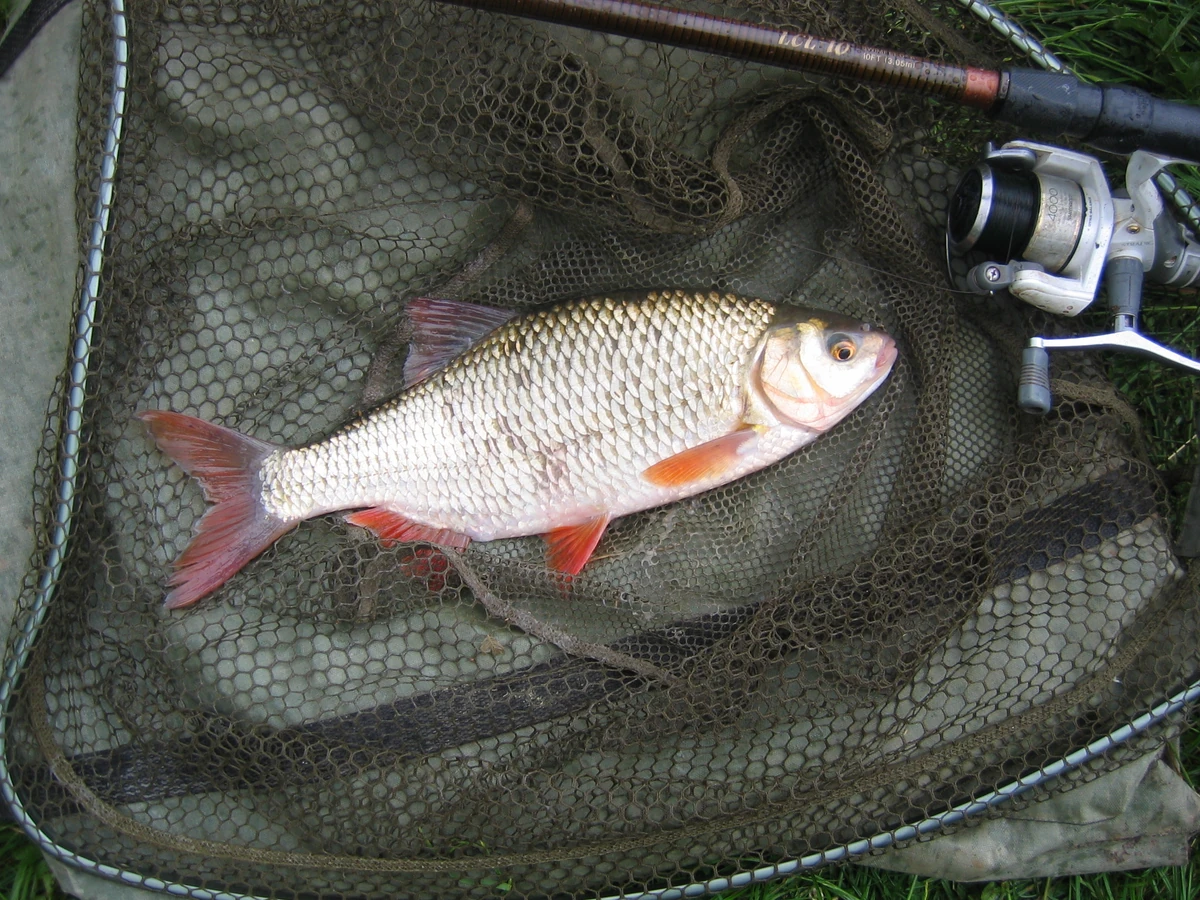 Rudd | British Wildlife Wiki | Fandom