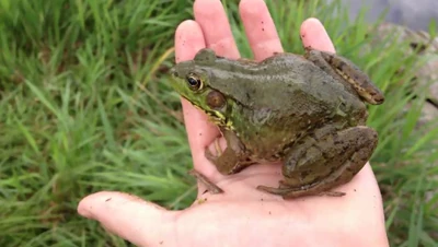 American Bull Frog | British Wildlife Wiki | Fandom