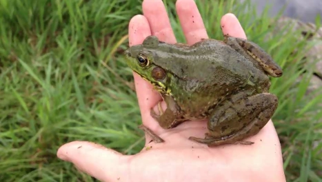 American Bull Frog | British Wildlife Wiki | Fandom