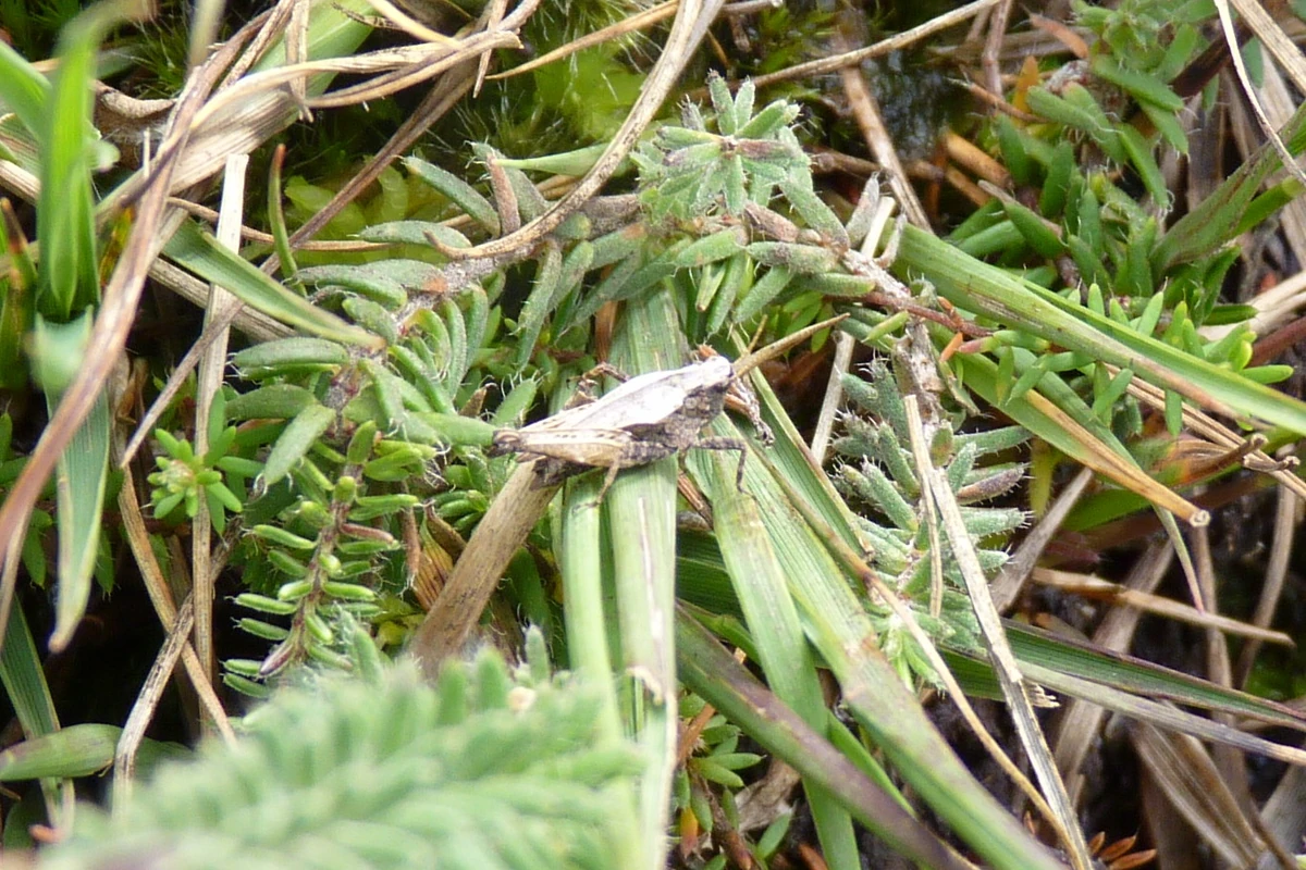 Common Groundhopper | British Wildlife Wiki | Fandom