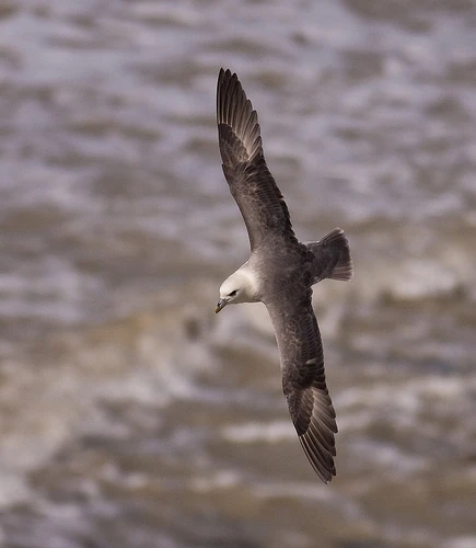 Fulmar | British Wildlife Wiki | Fandom