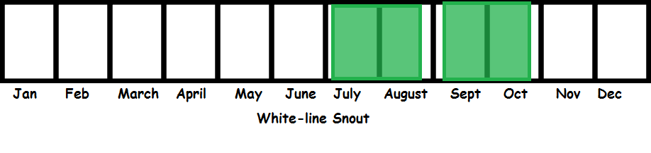 White-line Snout | British Wildlife Wiki | Fandom