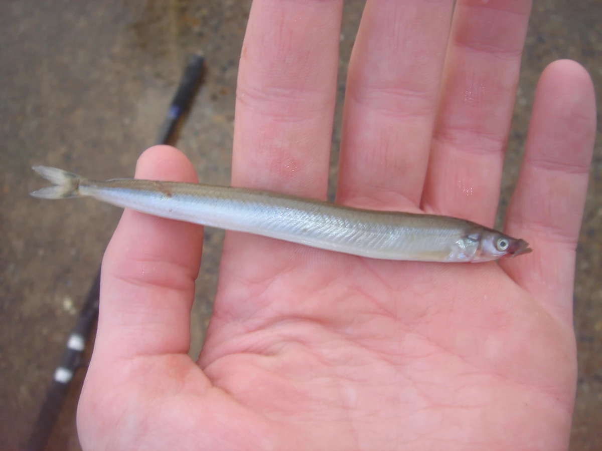 Lesser Sandeel | British Wildlife Wiki | Fandom