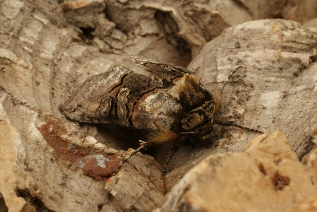 The Spectacle | British Wildlife Wiki | Fandom