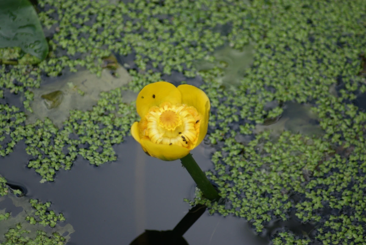 Yellow Water-lily | British Wildlife Wiki | Fandom