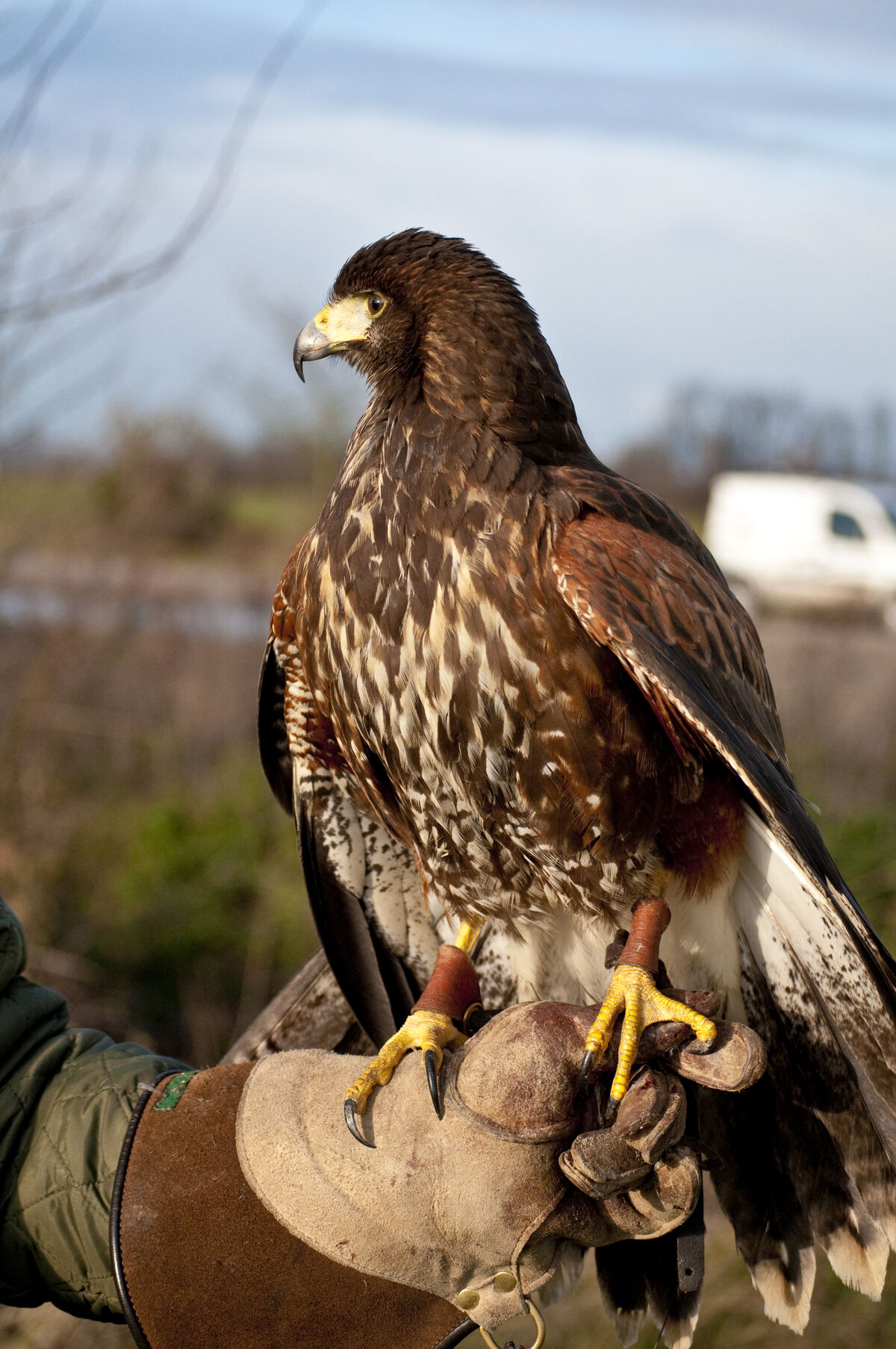 Harris Hawk | British Wildlife Wiki | Fandom