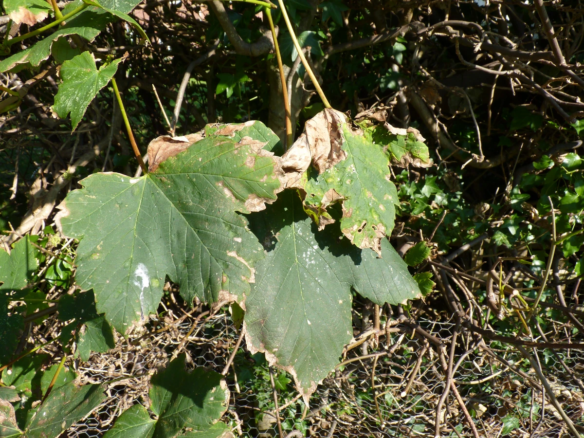 Sycamore | British Wildlife Wiki | Fandom