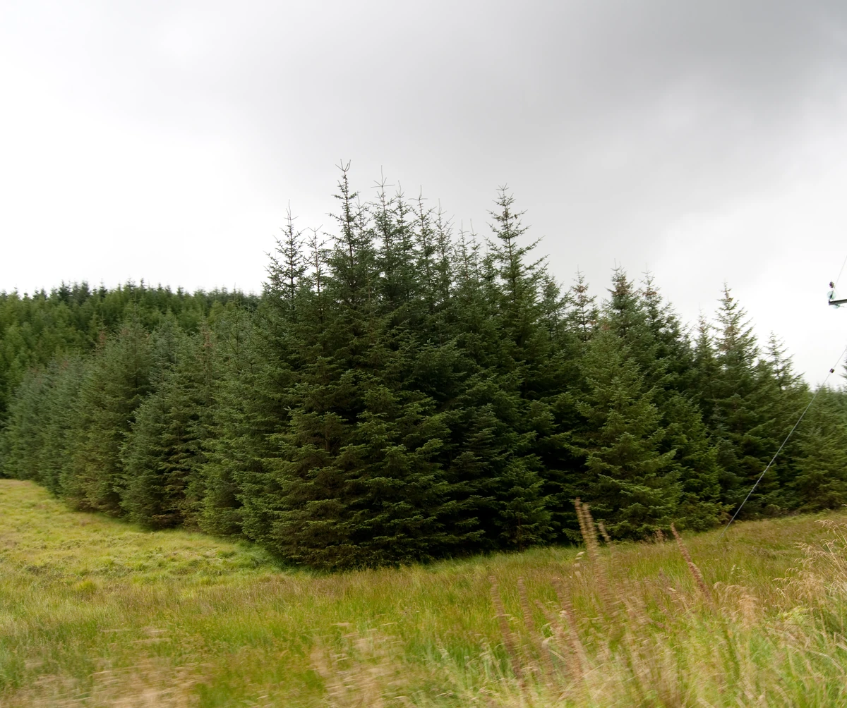 Evergreen | British Wildlife Wiki | Fandom