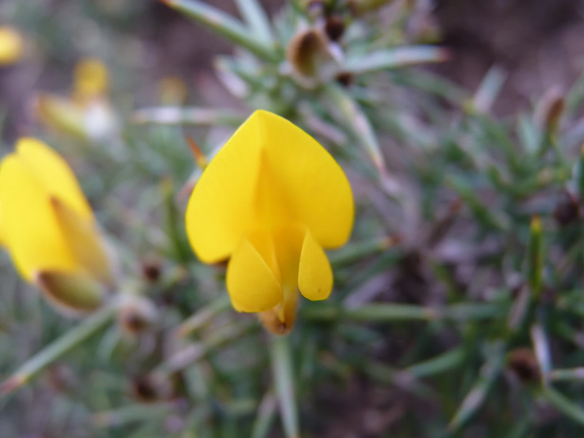 Gorse | British Wildlife Wiki | Fandom