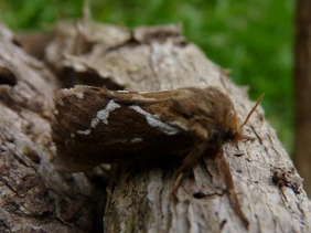 Common Swift | British Wildlife Wiki | Fandom