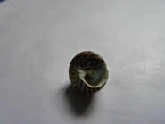 Purple Topshell | British Wildlife Wiki | Fandom