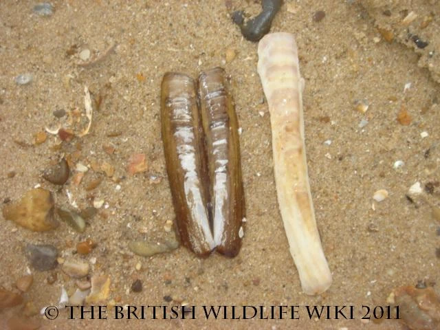 Pod Razorshell | British Wildlife Wiki | Fandom