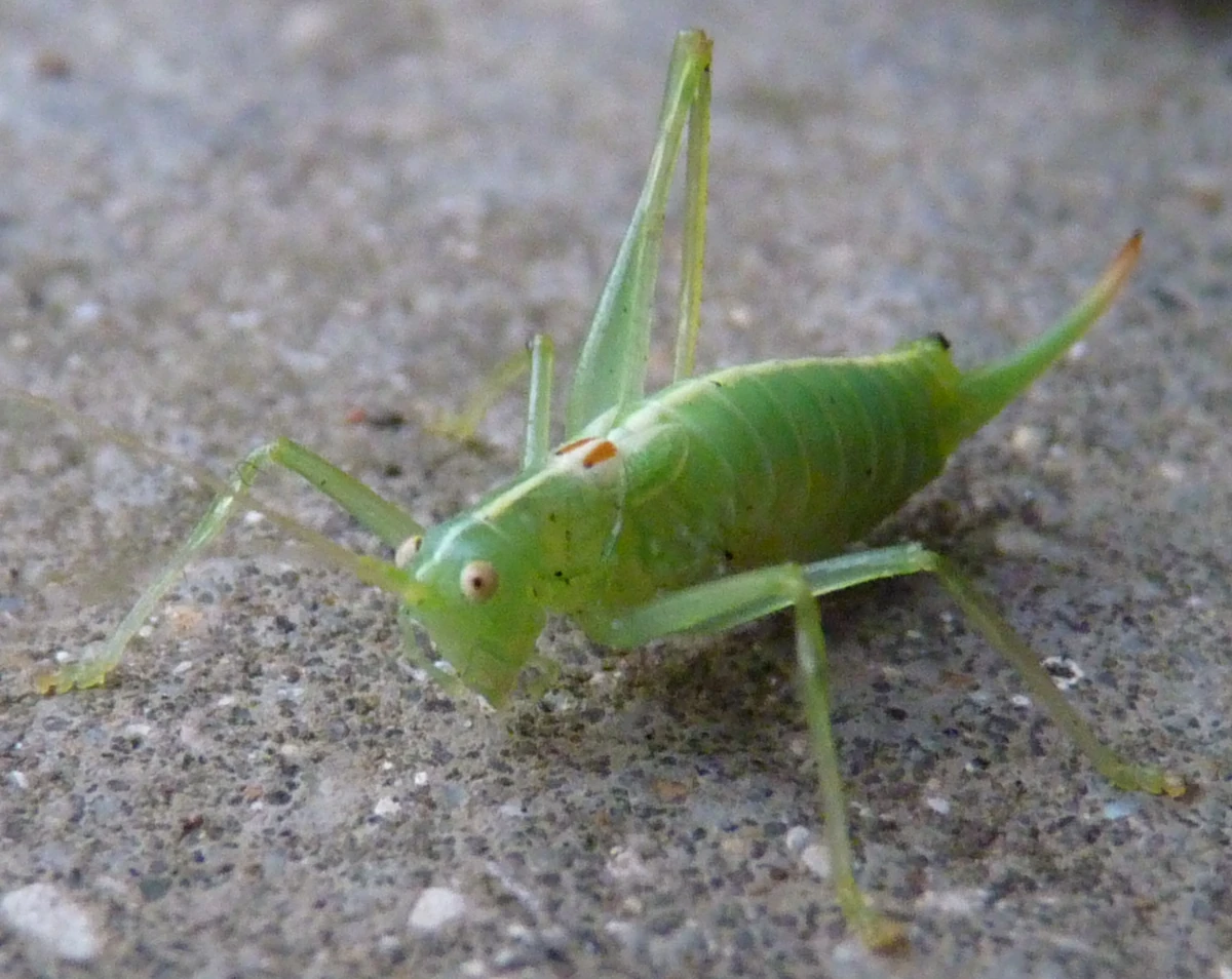 Southern Oak Bush-cricket | British Wildlife Wiki | Fandom