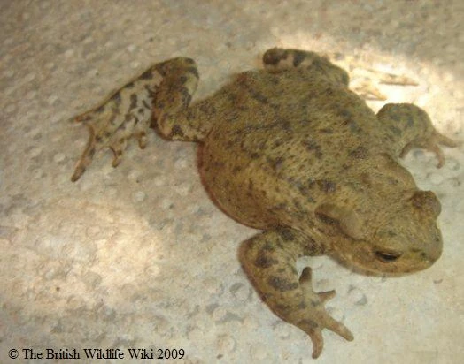 Common Toad | British Wildlife Wiki | Fandom