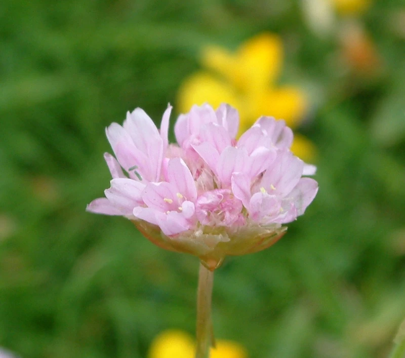 Thrift | British Wildlife Wiki | Fandom