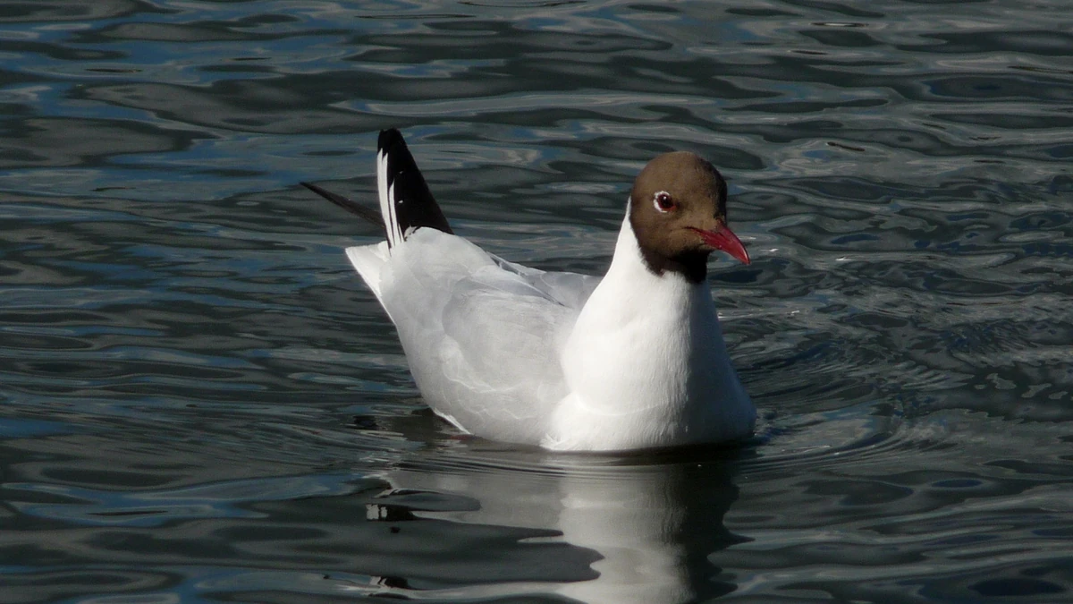 Black-headed Gull | British Wildlife Wiki | Fandom