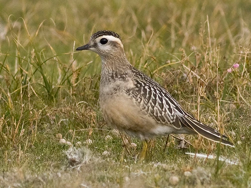 Dotterel | British Wildlife Wiki | Fandom