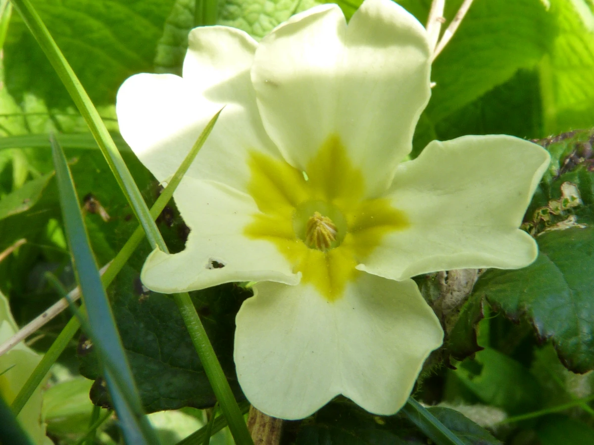 Primrose | British Wildlife Wiki | Fandom