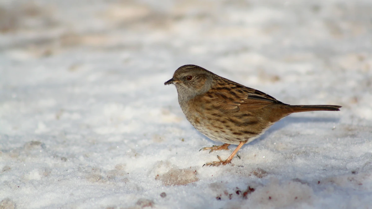 Dunnock | British Wildlife Wiki | Fandom
