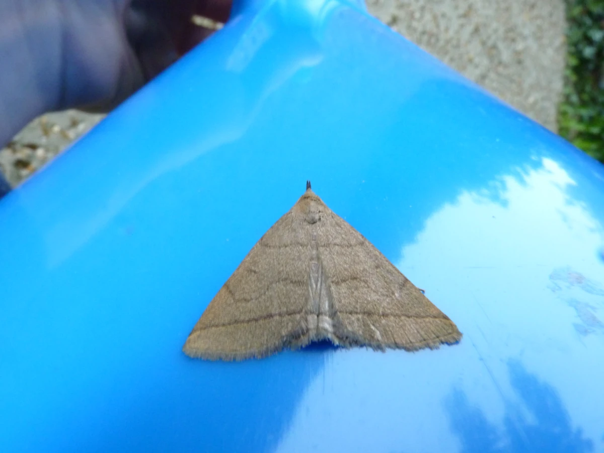 Fan-foot | British Wildlife Wiki | Fandom