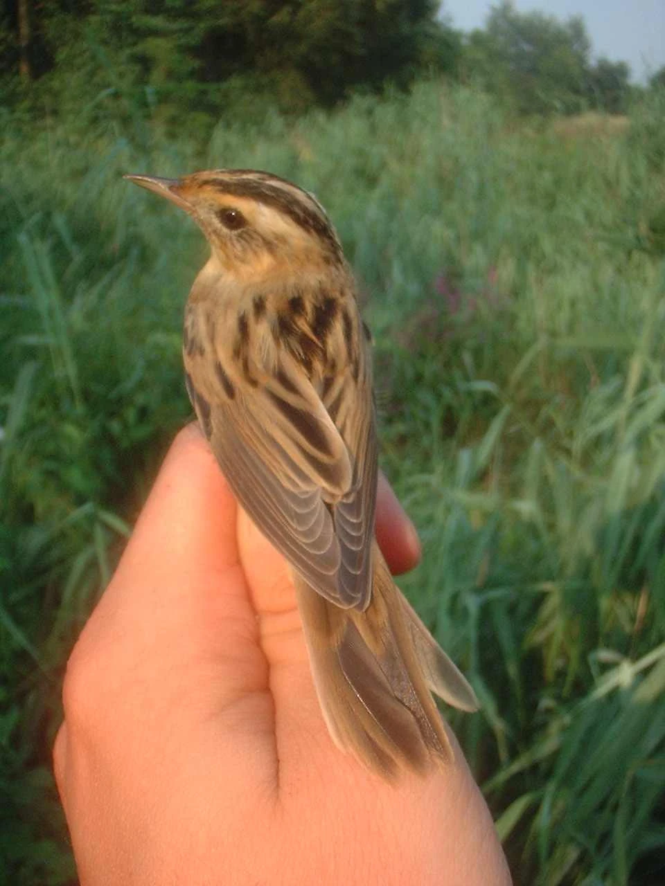 Aquatic Warbler | British Wildlife Wiki | Fandom