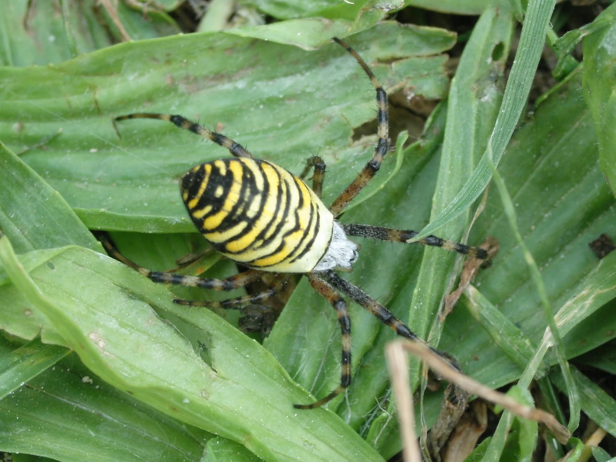Wasp Spider | British Wildlife Wiki | Fandom