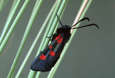 Narrow-Bordered Five-spot Burnet | British Wildlife Wiki | Fandom