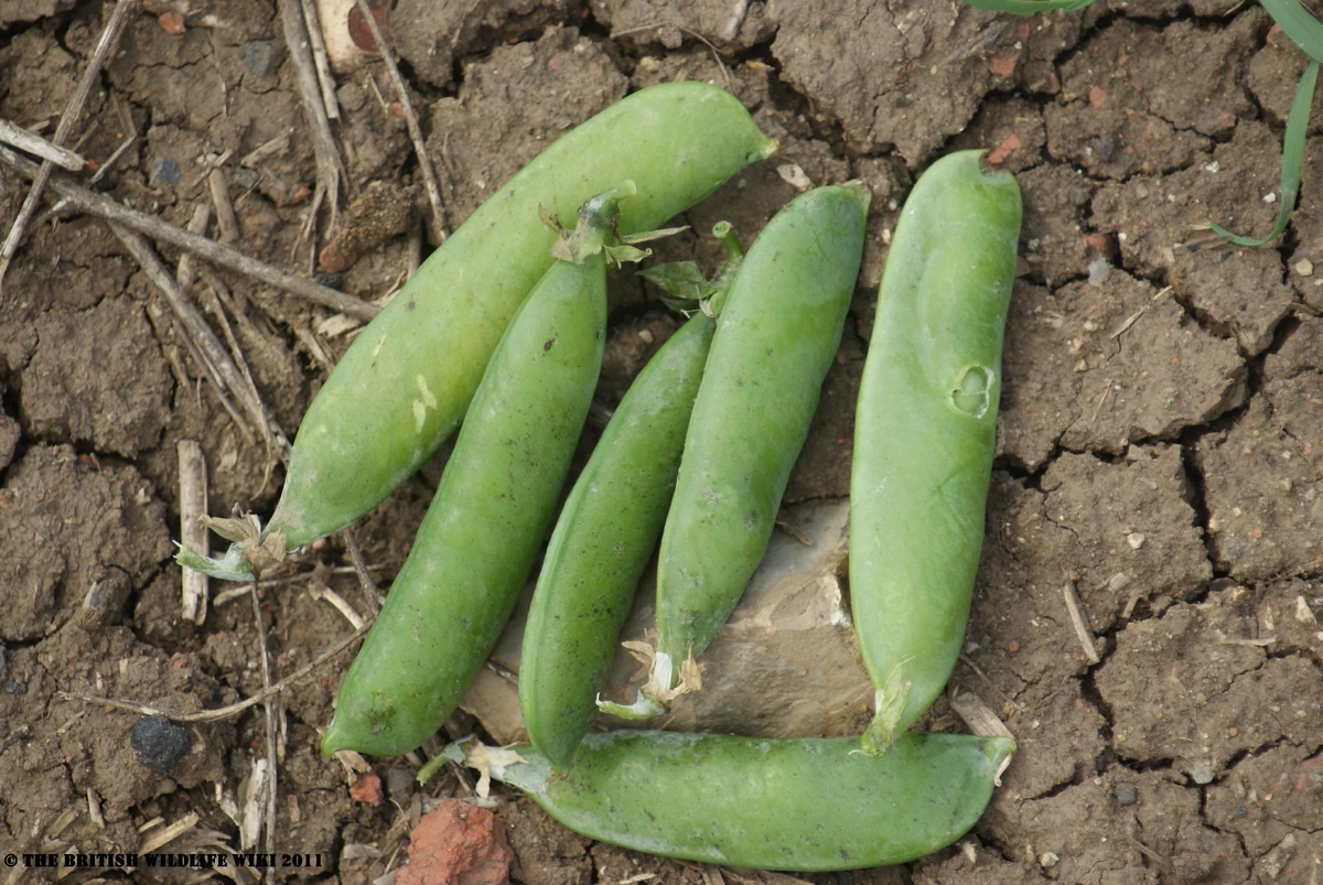 Pod | British Wildlife Wiki | Fandom