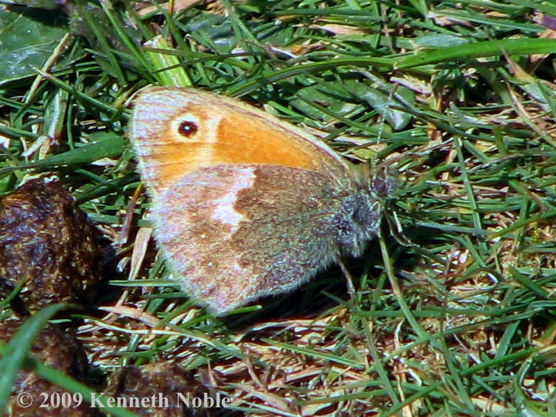 Small Heath | British Wildlife Wiki | Fandom