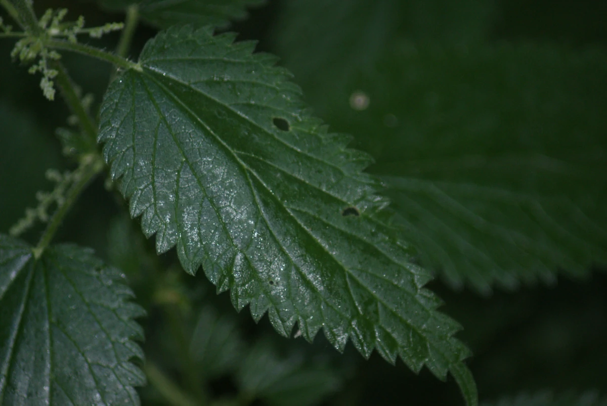 Dentate | British Wildlife Wiki | Fandom