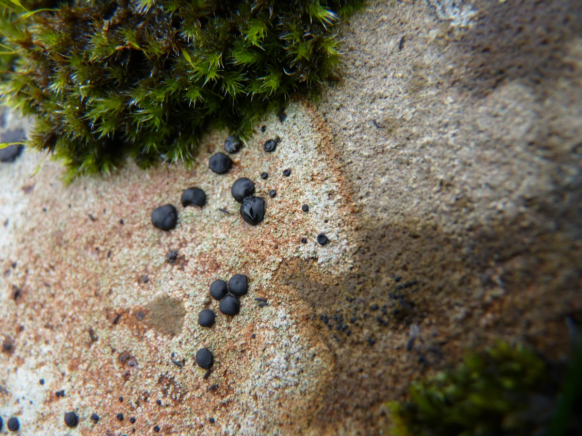 Lecidea limitata | British Wildlife Wiki | Fandom