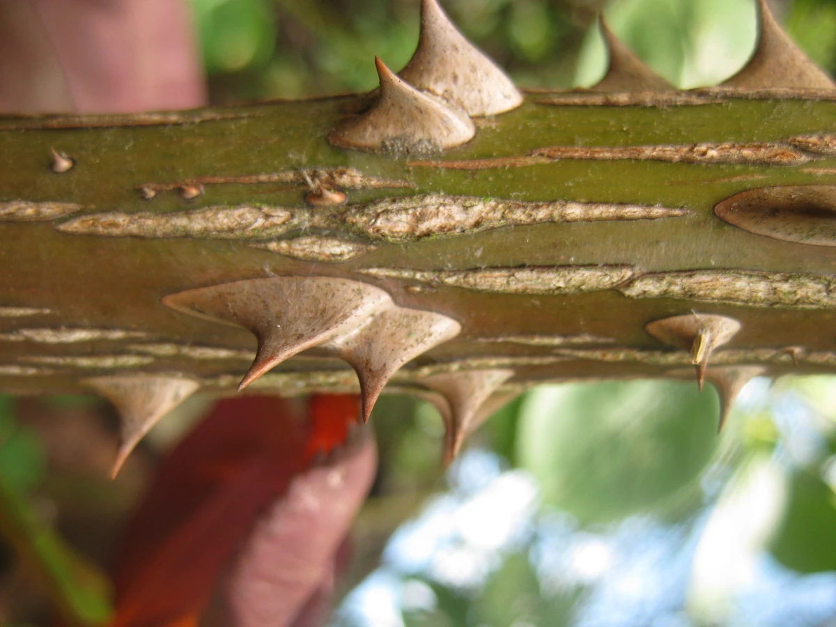 Thorn | British Wildlife Wiki | Fandom