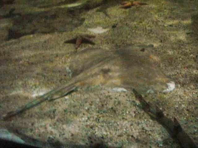 Small-eyed Ray | British Wildlife Wiki | Fandom
