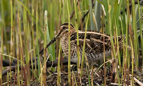 Snipe | British Wildlife Wiki | Fandom