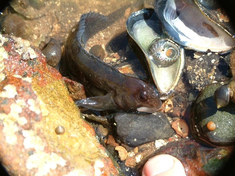 Common Blenny | British Wildlife Wiki | Fandom