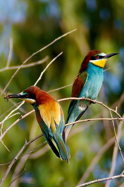 Bee-eater | British Wildlife Wiki | Fandom
