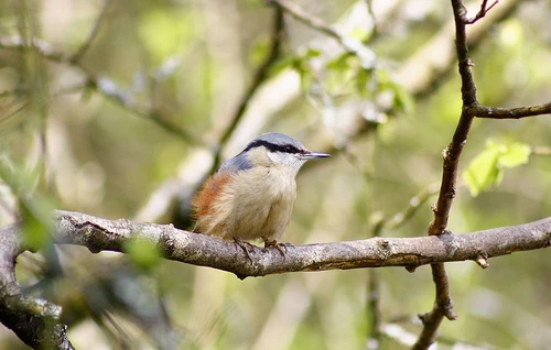 Nuthatch | British Wildlife Wiki | Fandom