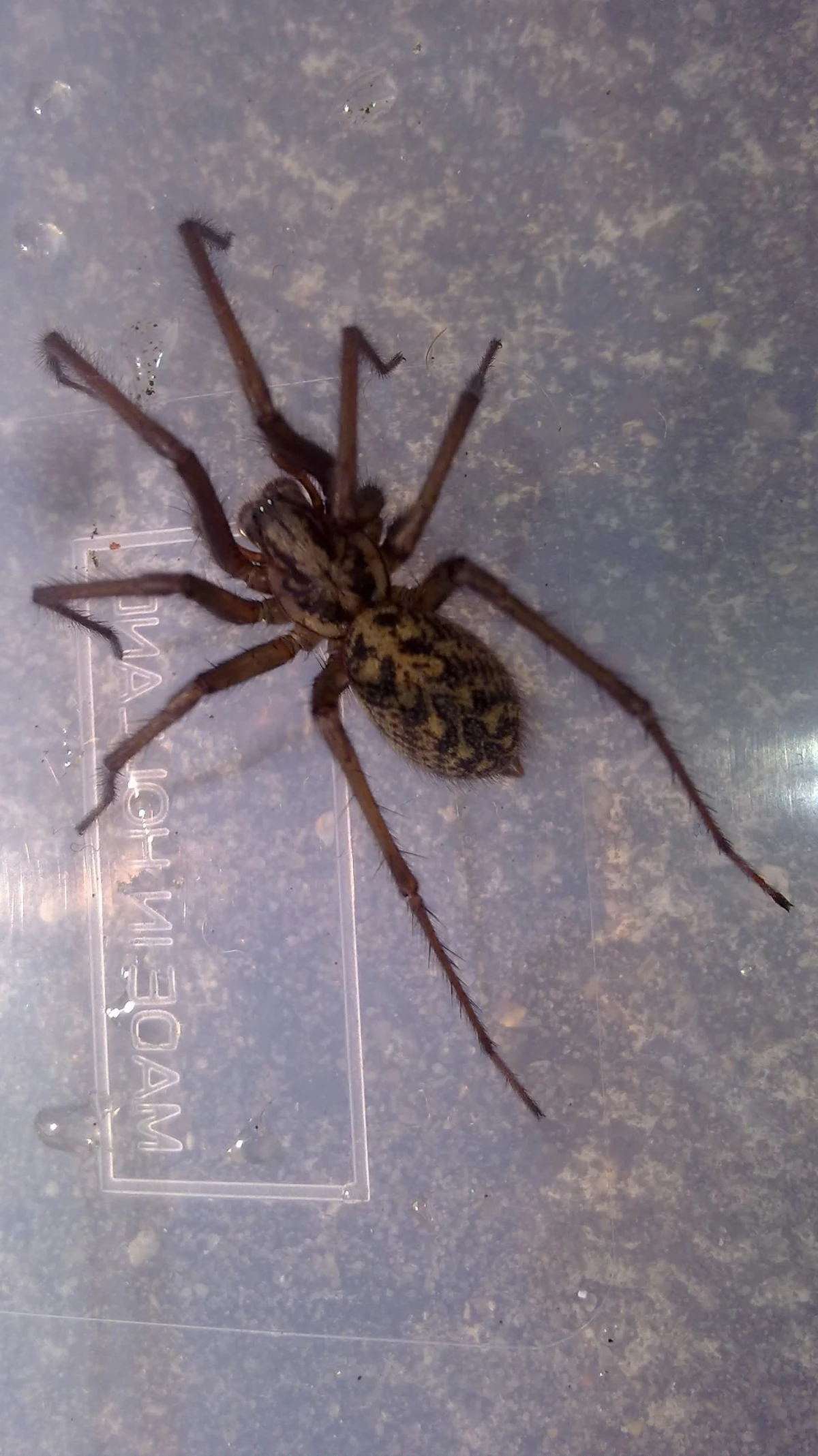 House Spider | British Wildlife Wiki | Fandom