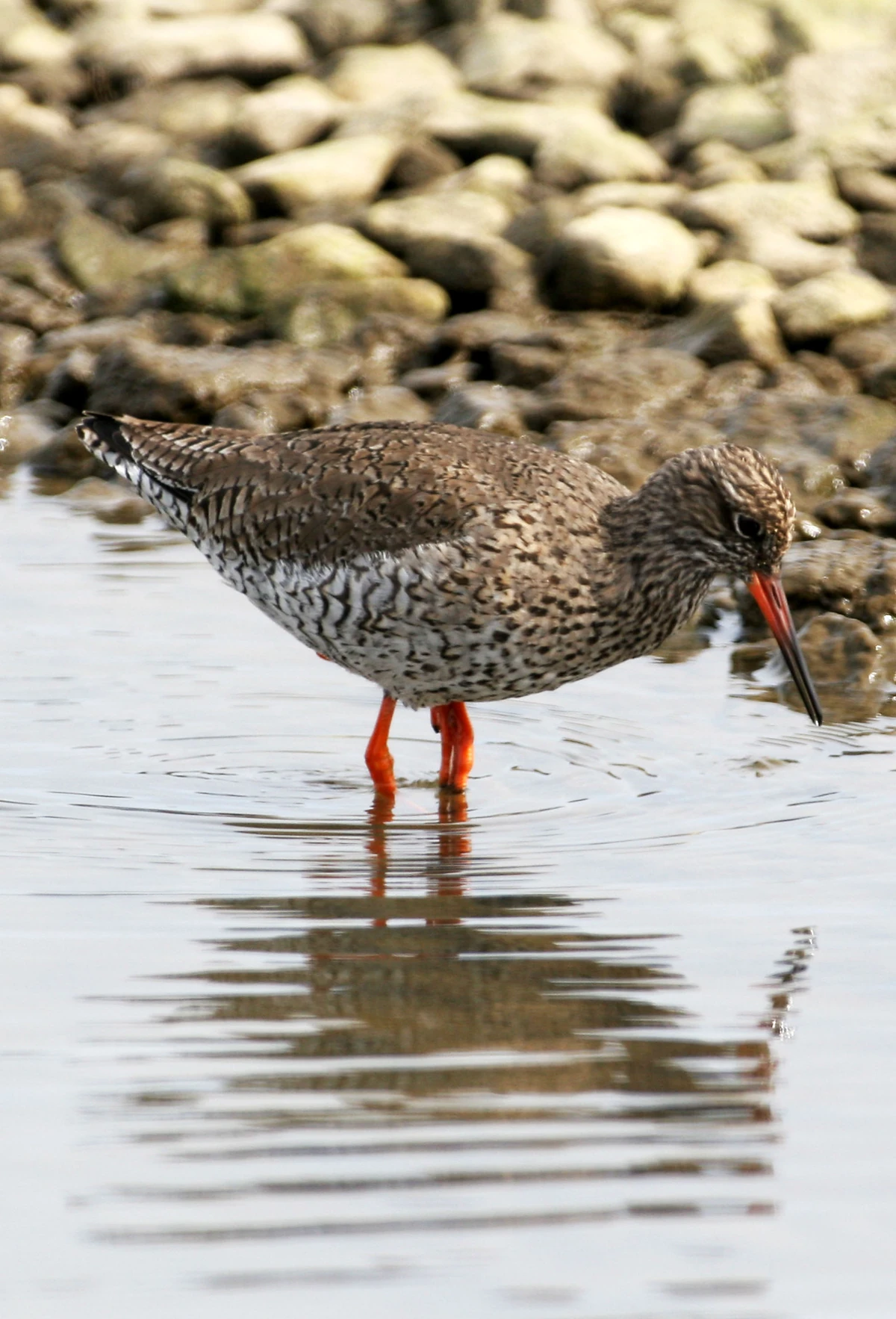 Redshank | British Wildlife Wiki | Fandom