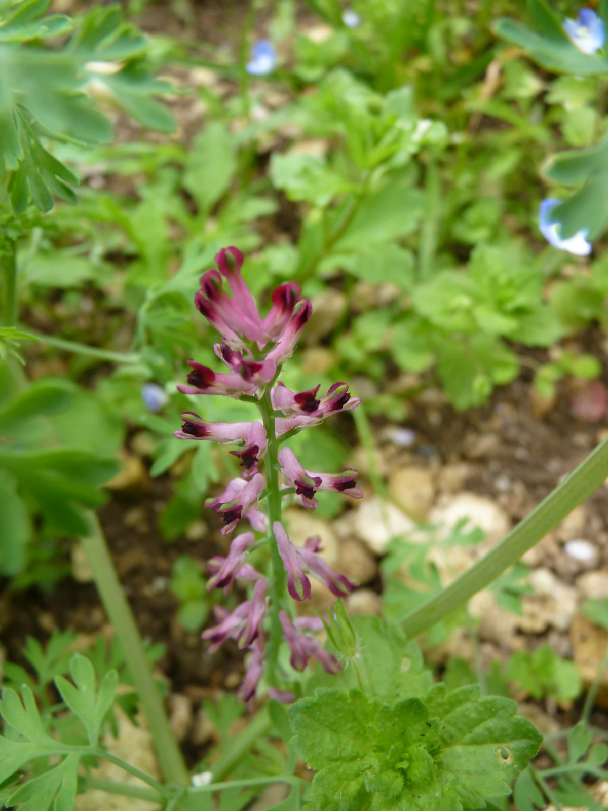 Common Ramping-fumitory | British Wildlife Wiki | Fandom