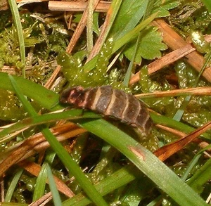 Common Glow-worm | British Wildlife Wiki | Fandom