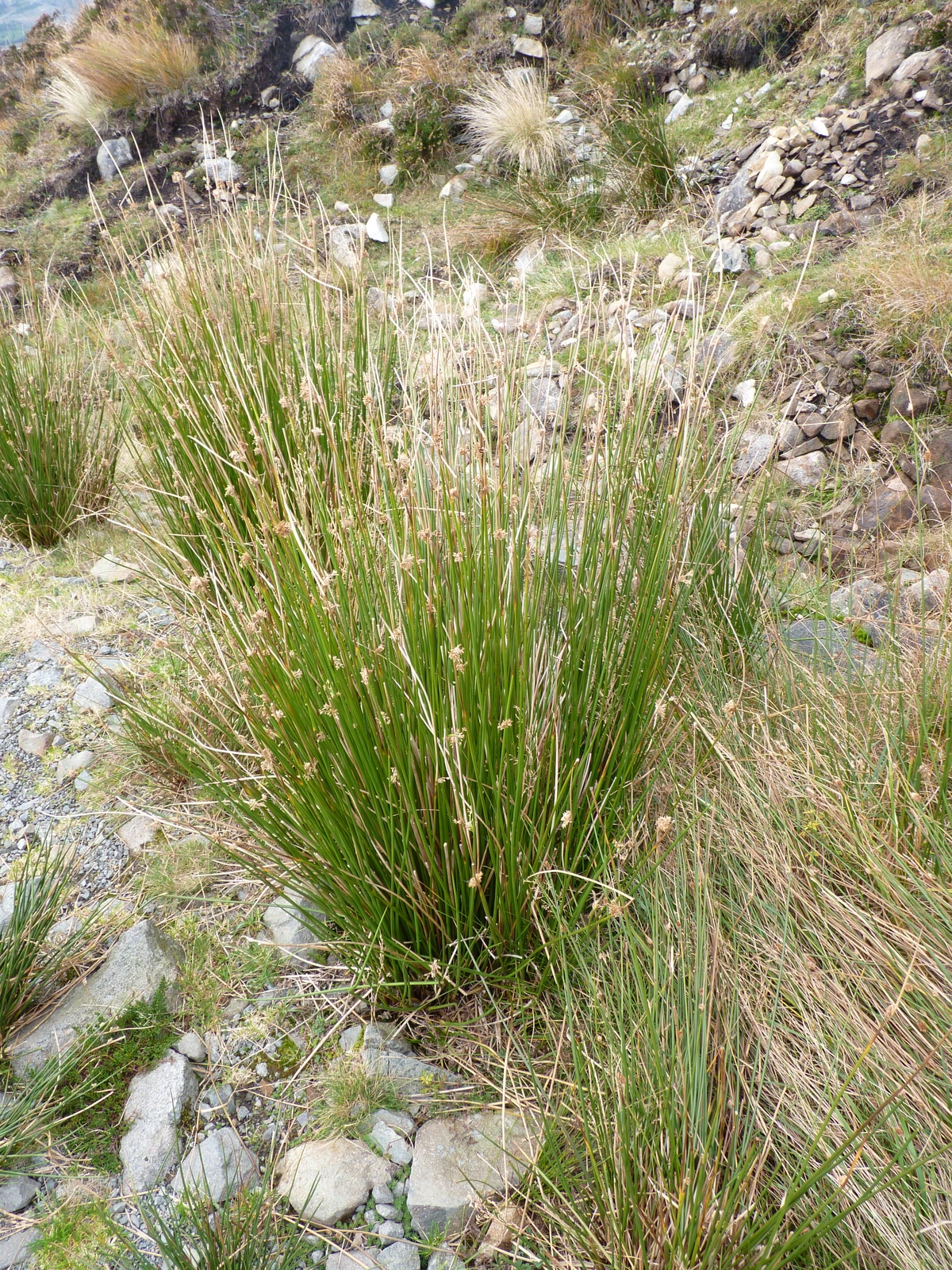 Soft Rush | British Wildlife Wiki | Fandom
