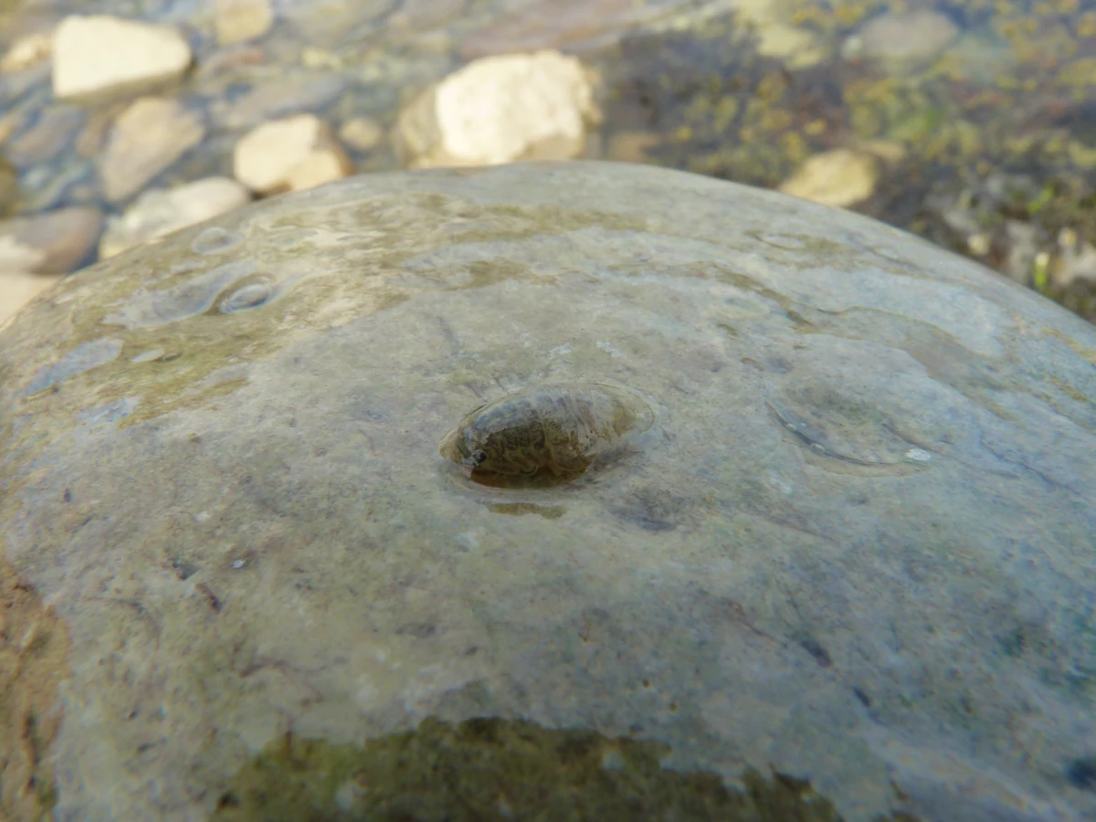 Lekanesphaeroma rugicauda | British Wildlife Wiki | Fandom