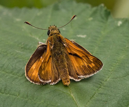 Small Skipper | British Wildlife Wiki | Fandom