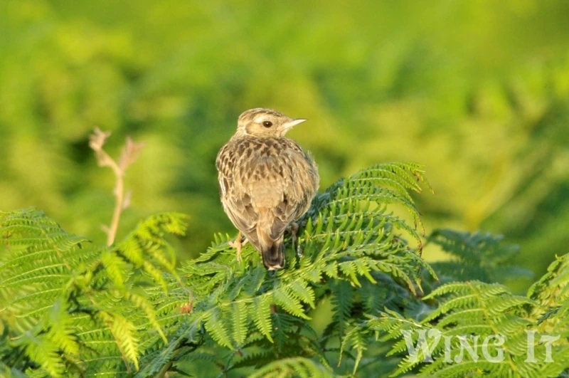 Woodlark | British Wildlife Wiki | Fandom