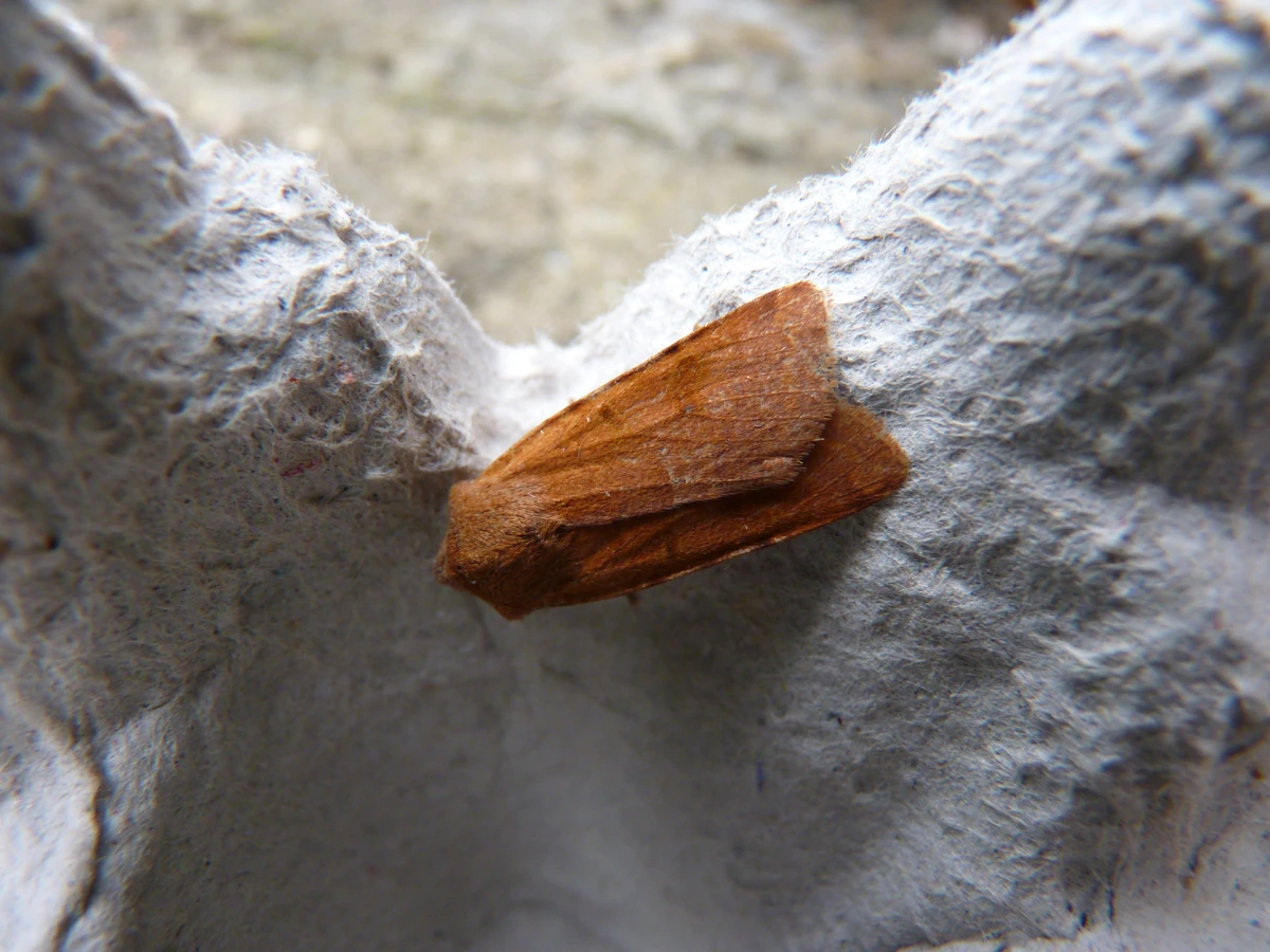 Beaded Chestnut | British Wildlife Wiki | Fandom