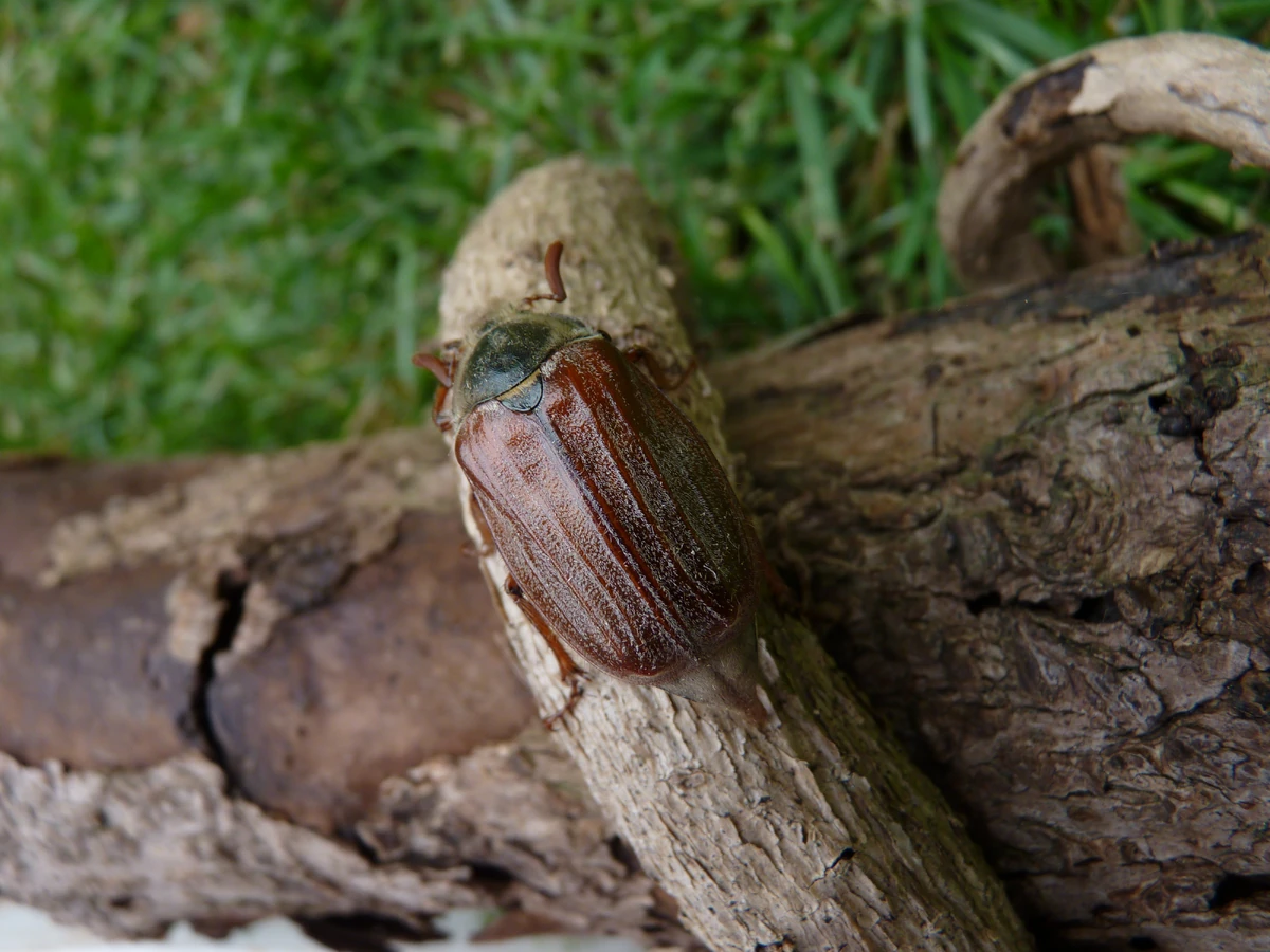 Category:Scarabaeidae | British Wildlife Wiki | Fandom