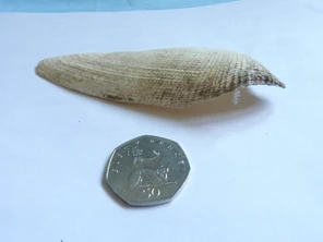 Common Piddock | British Wildlife Wiki | Fandom