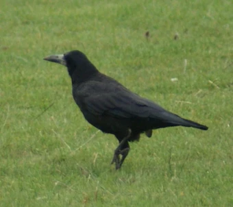 Rook | British Wildlife Wiki | Fandom